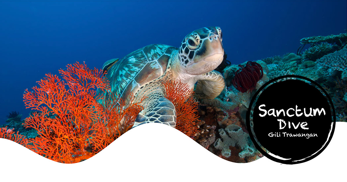 Dive sites at Sanctum Gili Trawangan - Sanctum Dive Gili Trawangan website